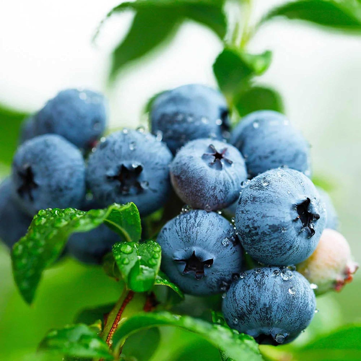 Earth Hopper 20 Seeds- Blueberry Bush Seeds For Planting - Blueberries